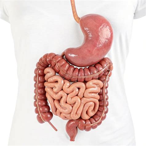 Health Care Concept Stomach And Intestinal Problems Stock Illustration