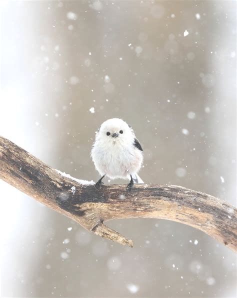 雪の王子様と若との シマエナガの世界 アイヌモシリの野生たち 獣と野鳥の写真図鑑
