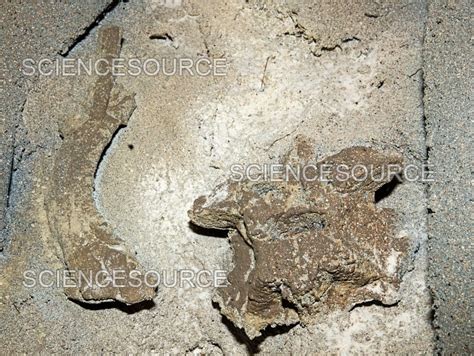 Titanoboa Vertebrae And Rib Fossils Stock Image Science Source Images