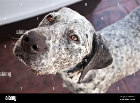 English Pointer Hi Res Stock Photography And Images Alamy