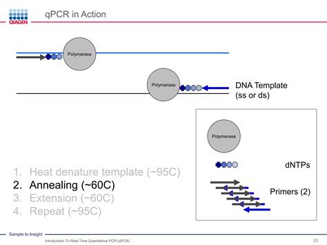 Introduction To Real Time Quantitative Pcr Qpcr Download The Slides