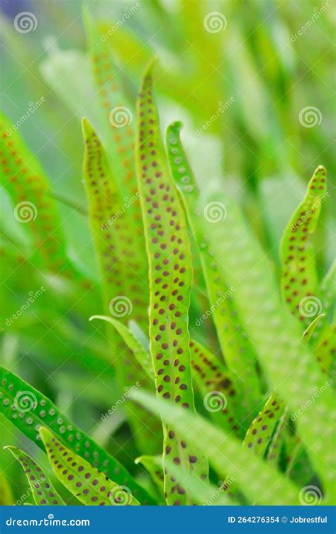Maile Scented Fern Or Musk Fern Or Wart Fern Pteris Vittata Or Pteris Vittata L Or Fern Or