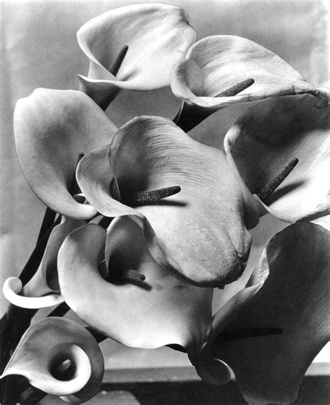 Imogen Cunningham Callas At 1stdibs