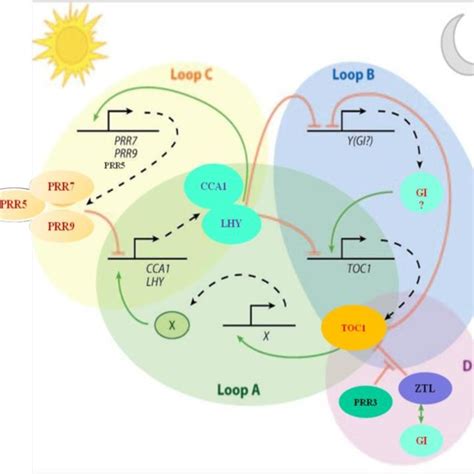 Organization Of The Circadian System Download Scientific Diagram