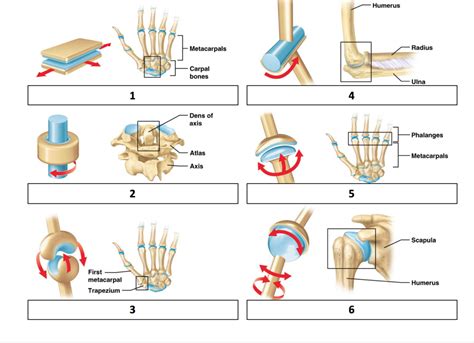 Types Of Synovial Joints Table