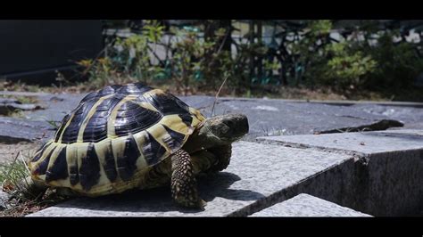 위더스 컴퓨터 공모전 강원대 4조 Youtube