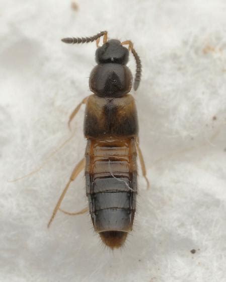 Unknown Beetle Bugguide Net