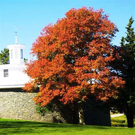 Solve Cape Cod Mass Jigsaw Puzzle Online With 81 Pieces