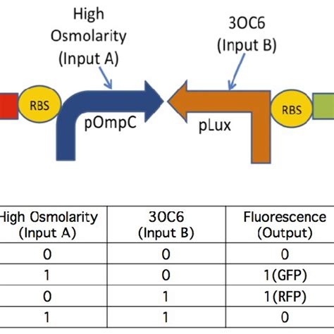 DNA Based XOR Logic Gate Design And XOR Truth Table A Download Scientific Diagram