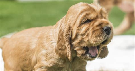 Le Cocker Anglais Spaniel Chien Infos Conseils Canins