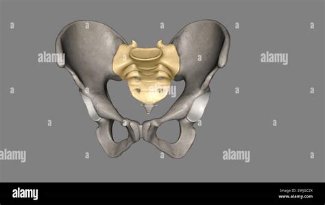 The Sacrum Is The Triangular Bone Just Below The Lumbar Vertebrae 3d