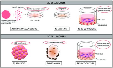 Difference Between 2d And 3d Cell Culture