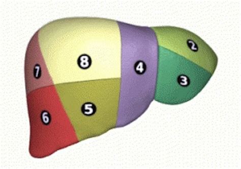 Liver04couinaudclassificationanimation 300×300 Clancy J Clark