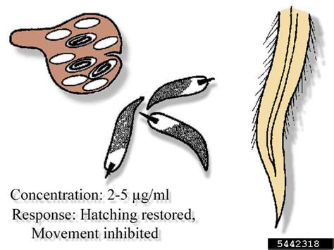 Phylum Nematoda Roundworms