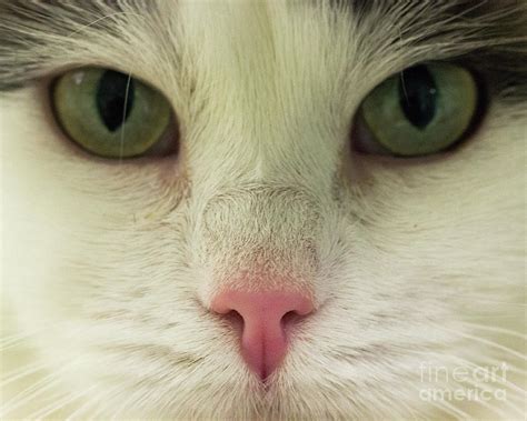 Tiny Predator Photograph By Jonathan Ryan Fine Art America