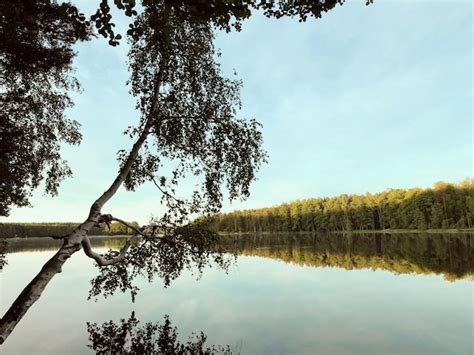 Premium Photo Reflection Of Tree In Lake Against Sky Premium Photo Reflection Of Tree In Lake Against Sky