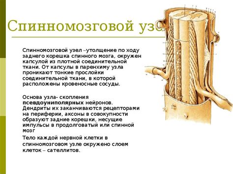 Органы нервной системы Спинной и головной мозг Рефлекторные дуги