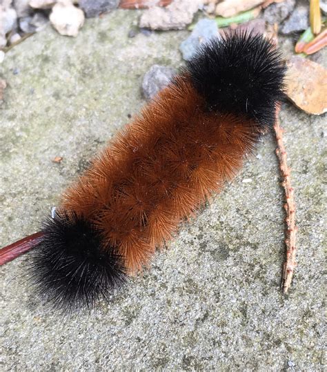 Woolly Bear Caterpillars Ability To Tell The Weather Is Less