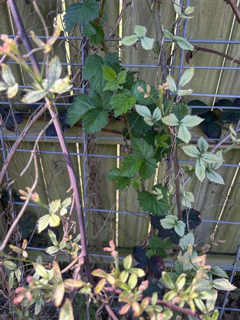 Blackberry Mutation Rfruit