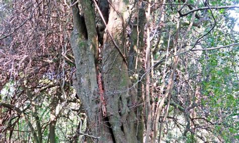 Indabuko Yakho Incazelo Ngombambangwe Chaetacme Aristate The Thorn Elm