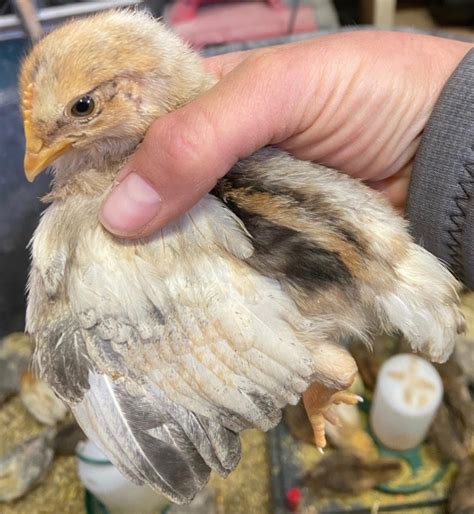 Sex Gender And Chimerism Bitchin Chickens