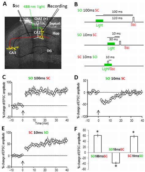 Optogenetically Activated Cholinergic Inputs Induce Similar Download Scientific Diagram