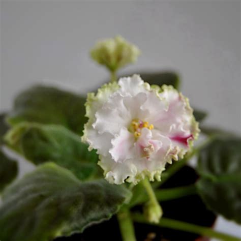 Стассия Фиалка Фото – Telegraph