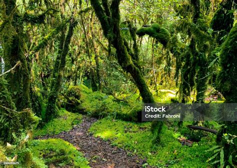 고대 이끼로 덮인 나무가 있는 울창한 녹색 숲을 가로지르는 평화로운 숲길 자연 그대로의 생태계에서 고요한 야외 모험을 찾는 등산객을 위한 자연 산책로 탄소 흡수원 생태계 0