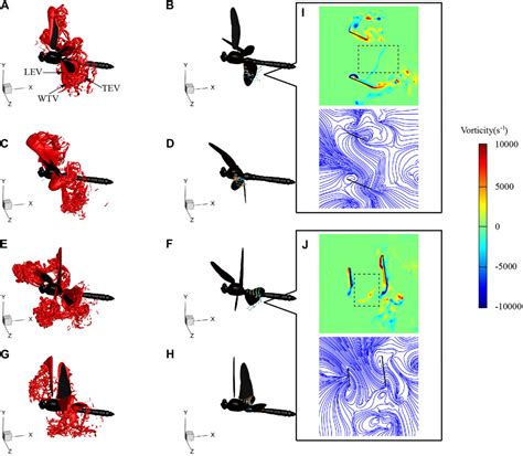 Frontiers Kinematics And Aerodynamics Of Dragonflies Pantala Flavescens Libellulidae In