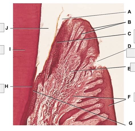 Embryo Exam 2 3 Diagram Quizlet
