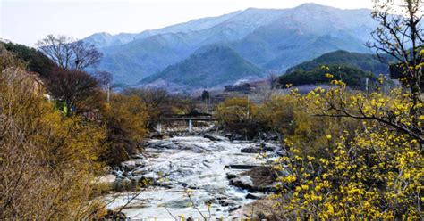 하얀 눈 덮인 지리산 아래 마을은 노란 꽃대궐