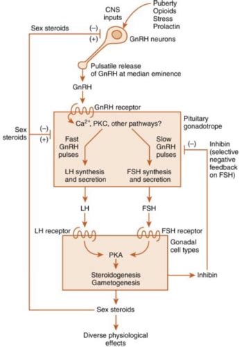 Menstrual Cycle HPG Axis Flashcards Quizlet