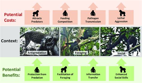 Costs And Benefits Of Interspecific Interactions Between Great Apes