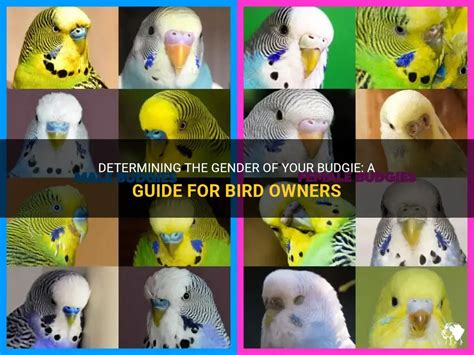 Determining The Gender Of Your Budgie A Guide For Bird Owners PetShun