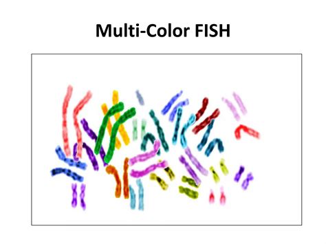Karyotype And Fish Pptx