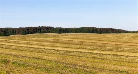 Premium Photo Mowed Grass Which Is Dried To Produce Silage
