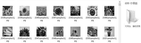 Sunflower Dataset Before Data Enhancement Download Scientific Diagram