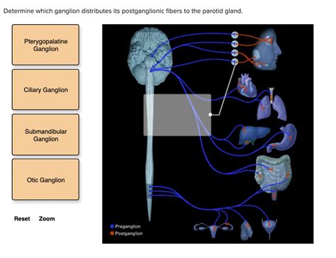 Solved Determine Which Ganglion Distributes Its Postganglionic Fibers To The Parotid Gland