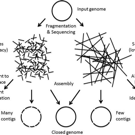 Ngs Genome Analysis The General Process Of Using Ngs For Analysis Of A Download Scientific