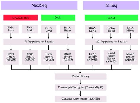 Transcriptome Assembly Workflow Download Scientific Diagram