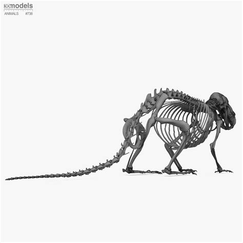 完整的小鼠解剖图 3d模型 下载 哺乳动物 On