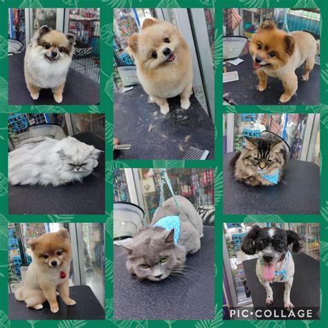 ขอบคุณค่ะ🙏18 8 อาบน้ำ ตัดขน รามคำแหง16 อาบน้ำ ตัดขน