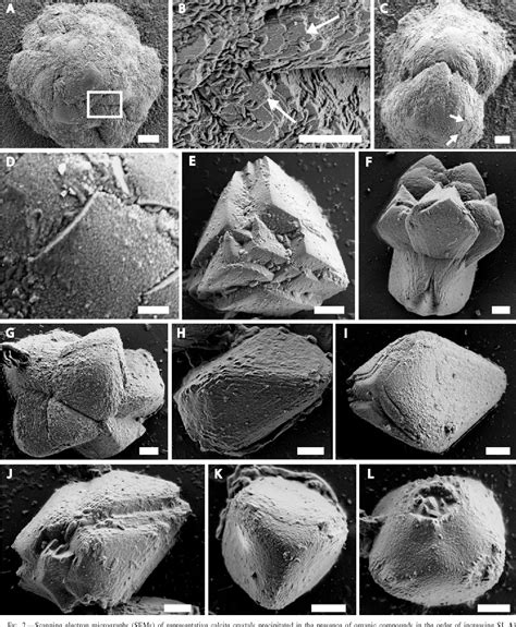 Figure 1 From Microbial Kinetic Controls On Calcite Morphology In Supersaturated Solutions