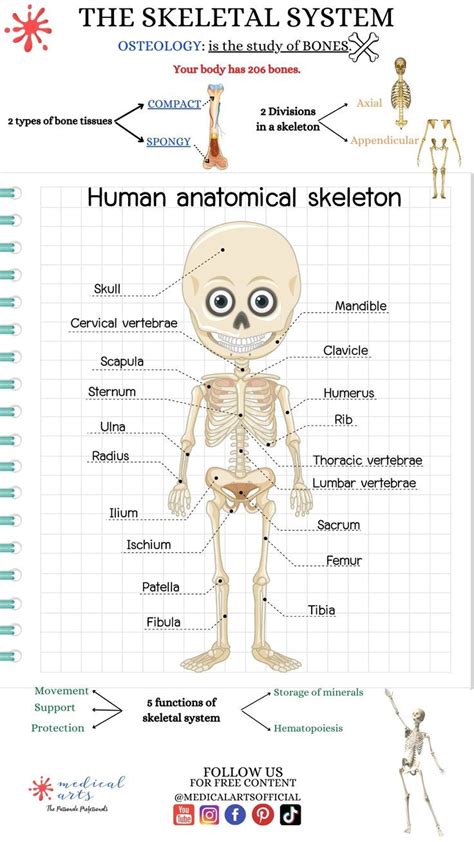 The Skeletal System Osteology Cheat Sheet A Quick Knowledge About My