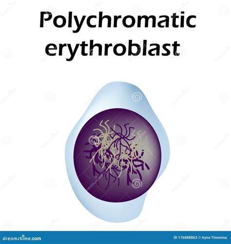 The Structure Of The Erythrocyte Erythrocyte Blood Cell The Structure Of The Red Blood Cell