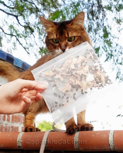 Adventures In Catnip Gardening Summers Fabulous Cat Life