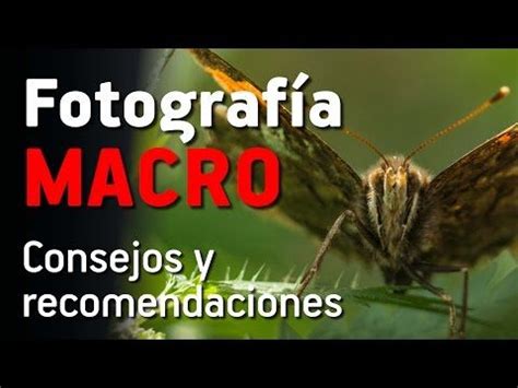 FotografÍa Macro Consejos Y Recomendaciones Youtube Fotografia Macro Fotografía Fotos Macro