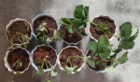 11月楼顶菜园 草莓定植 茄子南瓜膨大 金桔转红 搜狐大视野 搜狐新闻