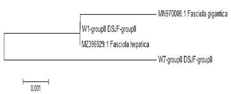Phylogenetic Relationship Based On Nucleotide Sequence Of Its2 Gene By Download Scientific