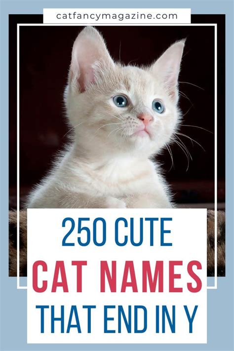 140 Cat Names That Start With Z From Cute To Quirky Cat Fancy Magazine